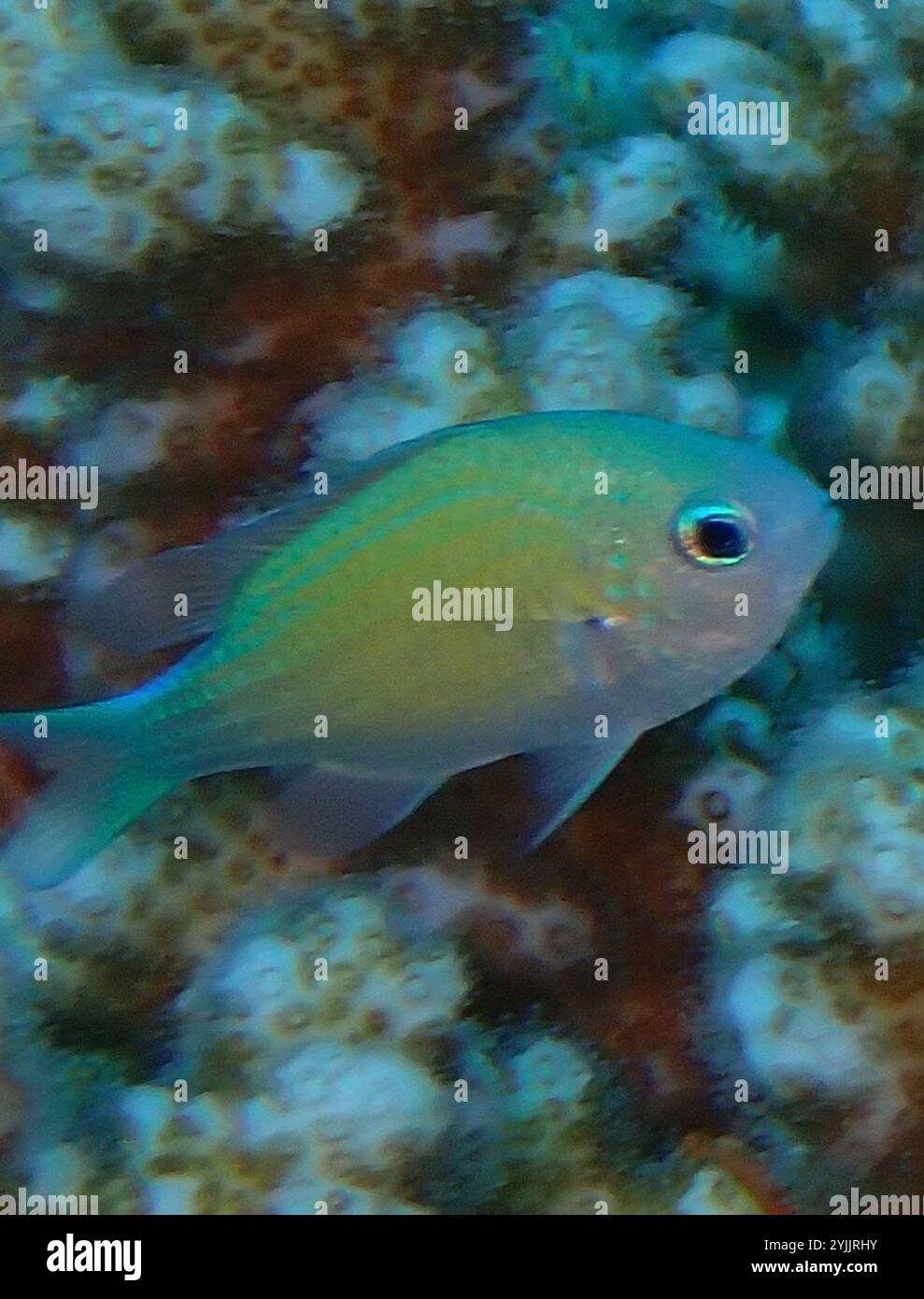 Blue-green Chromis (Chromis viridis Stock Photo - Alamy