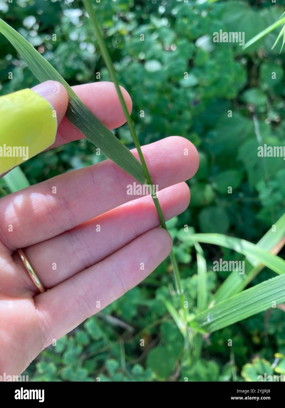 Fringed Brome (Bromus ciliatus Stock Photo - Alamy