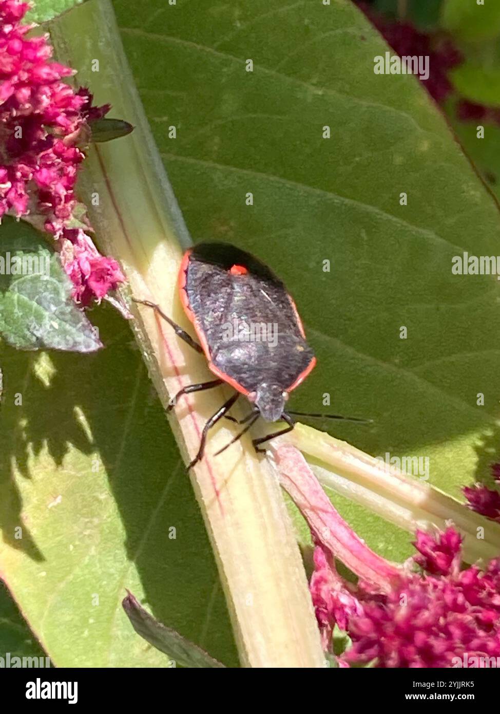 Chlorochroa hi-res stock photography and images - Alamy