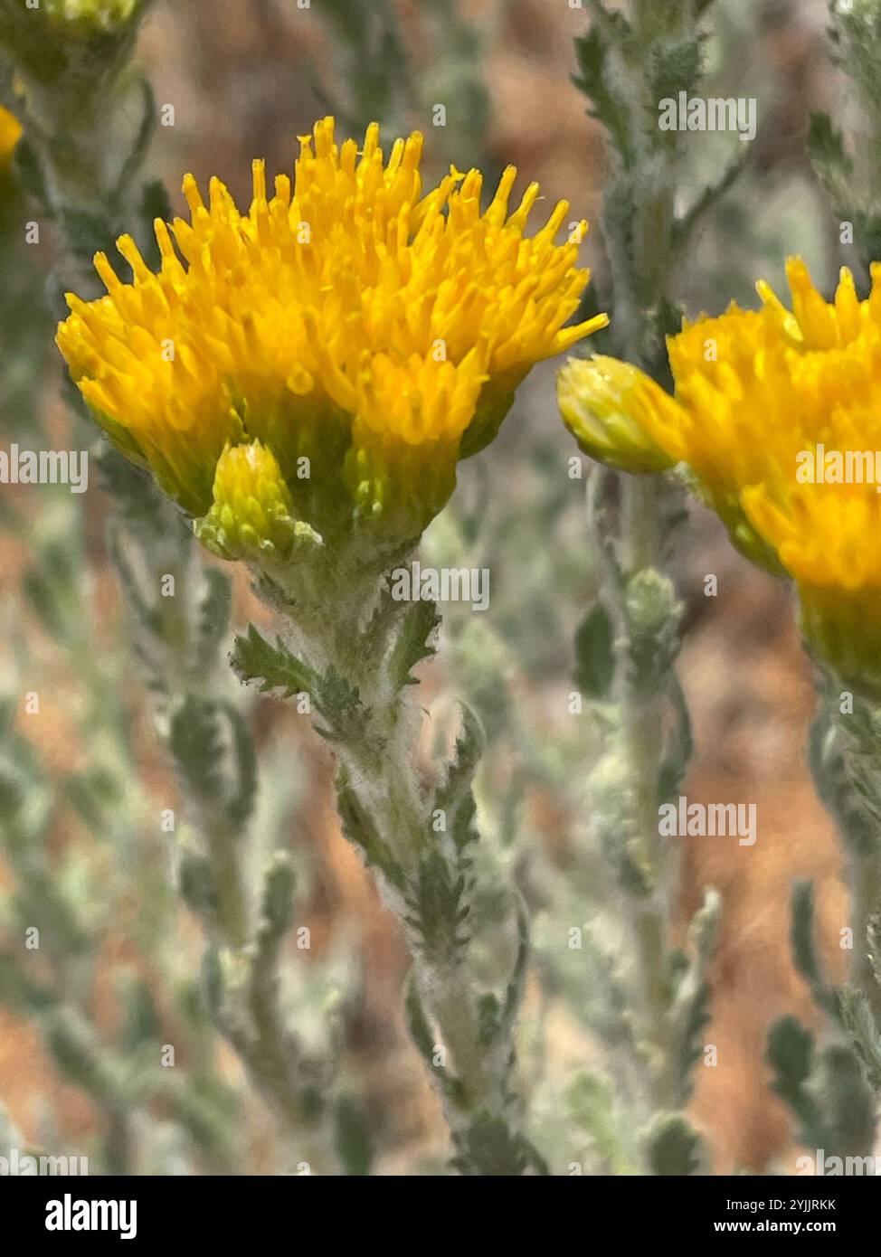 Coastal Goldenbush (Isocoma menziesii Stock Photo - Alamy