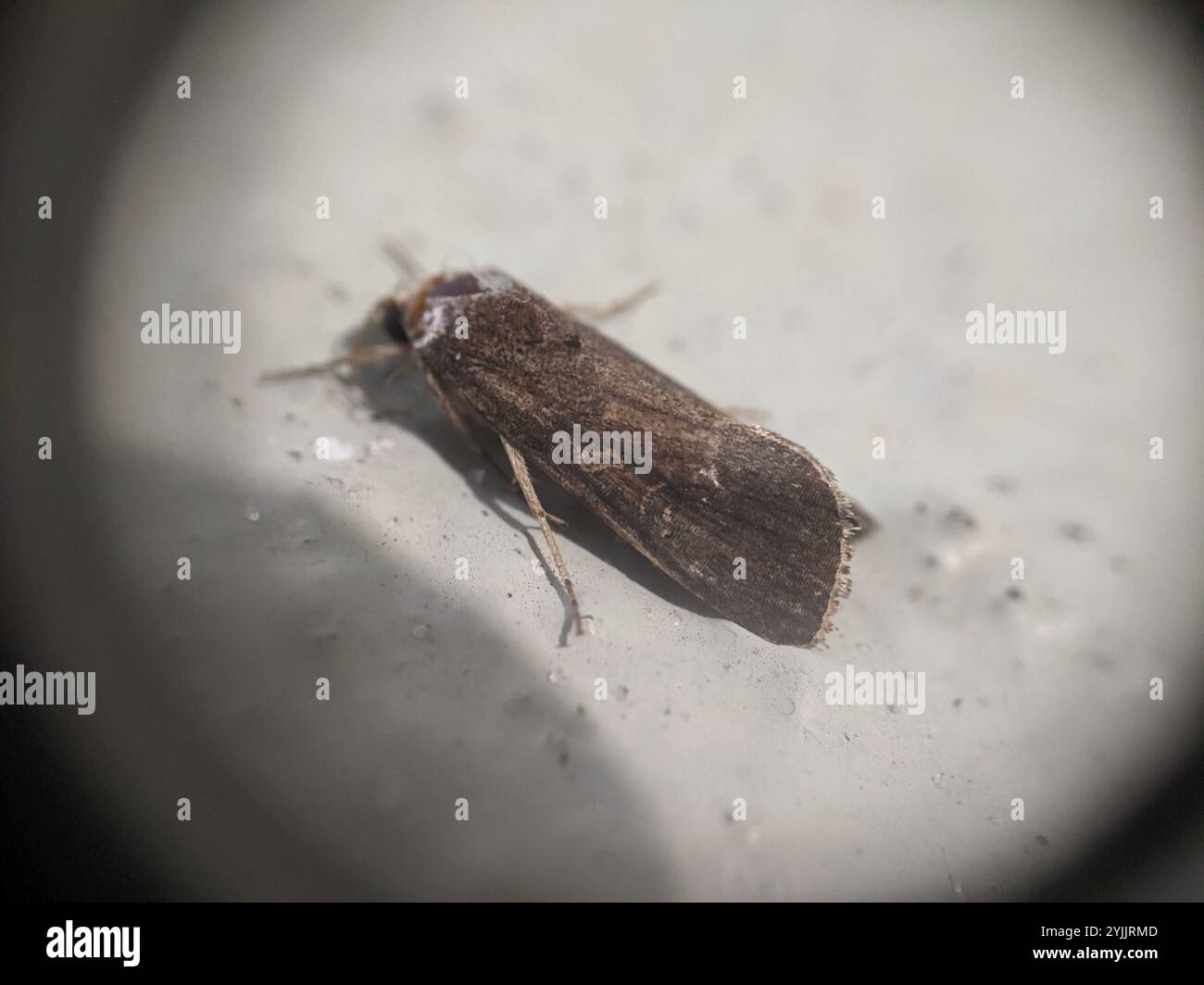 Armyworm Moths (Spodoptera Stock Photo - Alamy