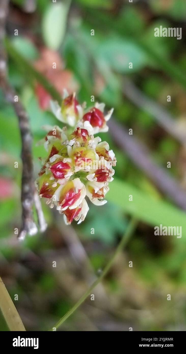western false asphodel (Triantha occidentalis Stock Photo - Alamy