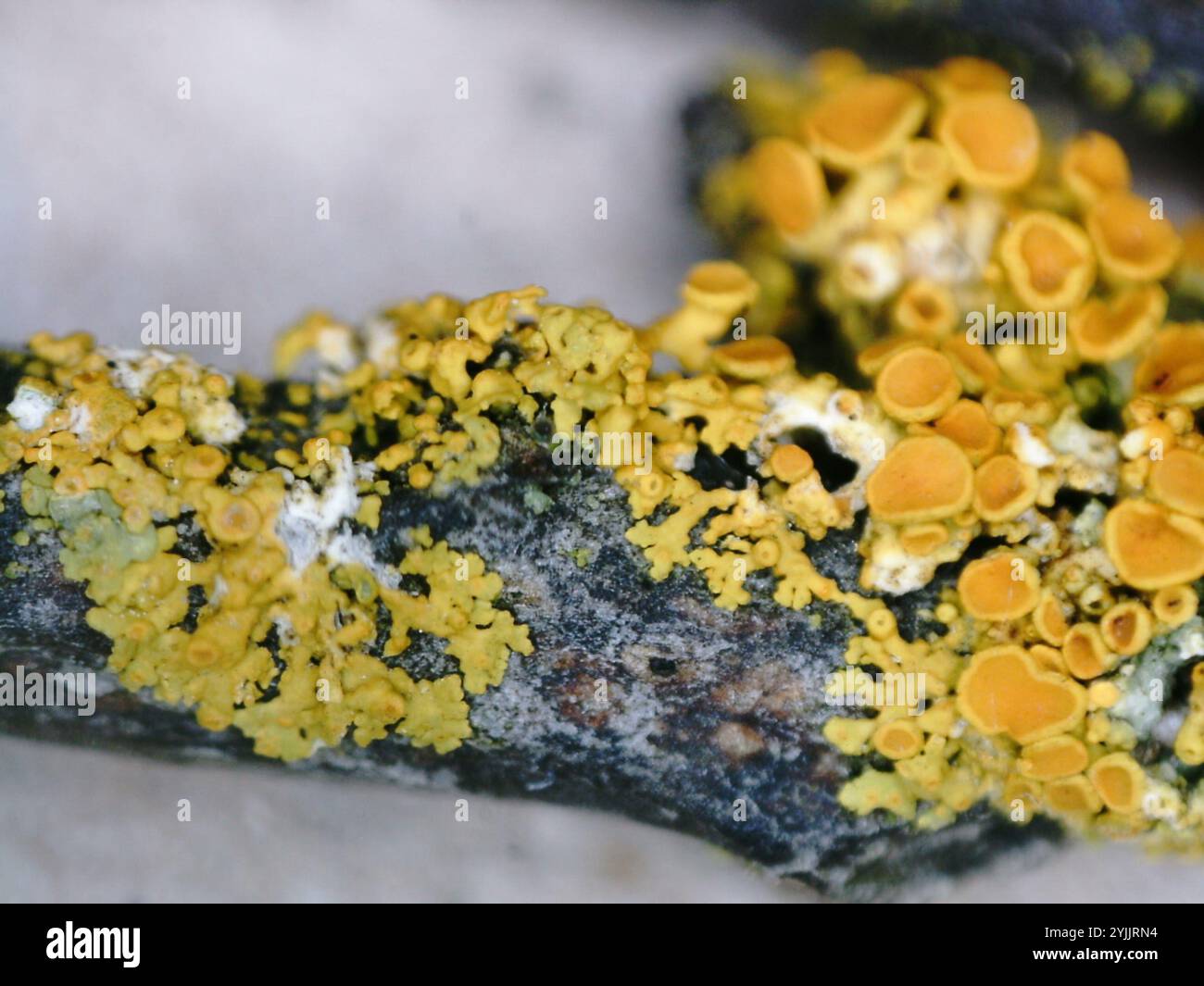 Pin-cushion Sunburst Lichen (Polycauliona polycarpa Stock Photo - Alamy