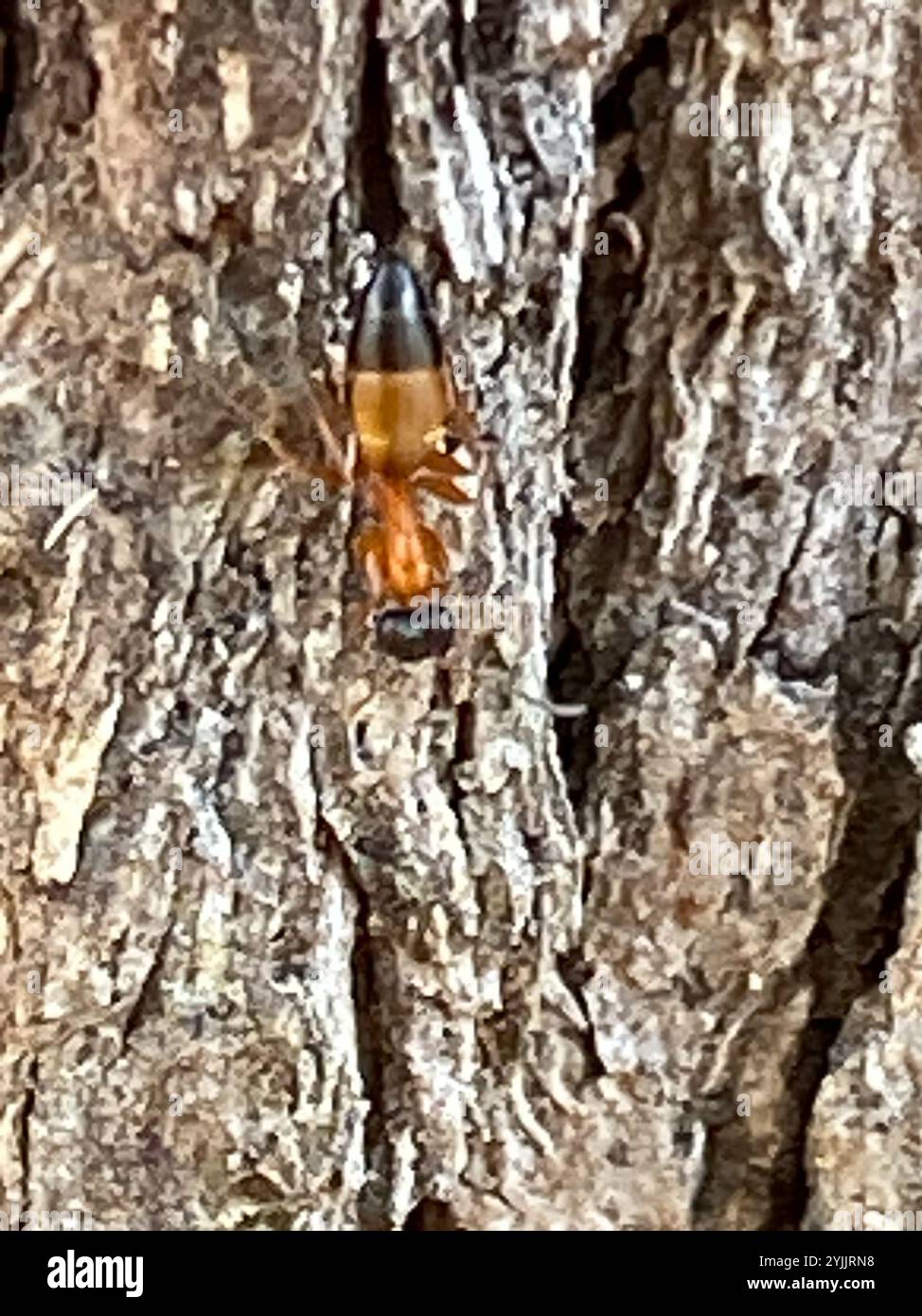 black-headed strobe ant (Opisthopsis rufithorax Stock Photo - Alamy