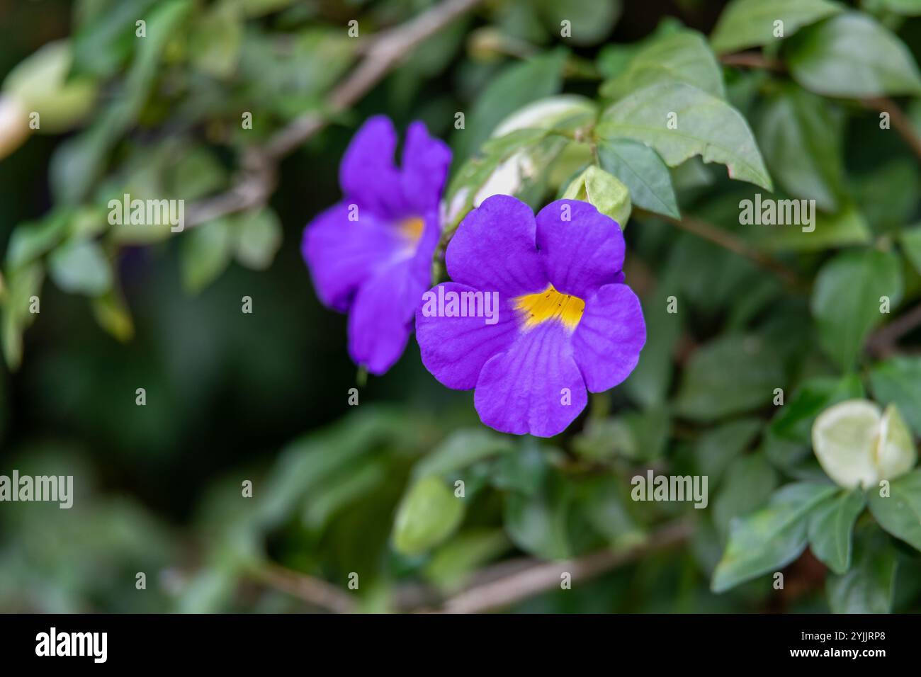 Thunbergia erecta, commonly known as the bush clock vine or king's ...