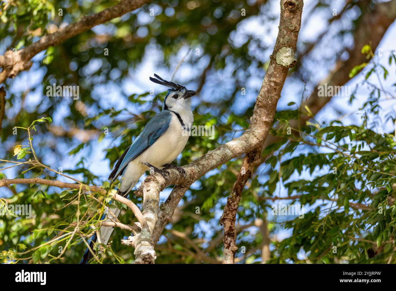 White-throated magpie-jay (Calocitta formosa) sitting on a tree, Rincon ...