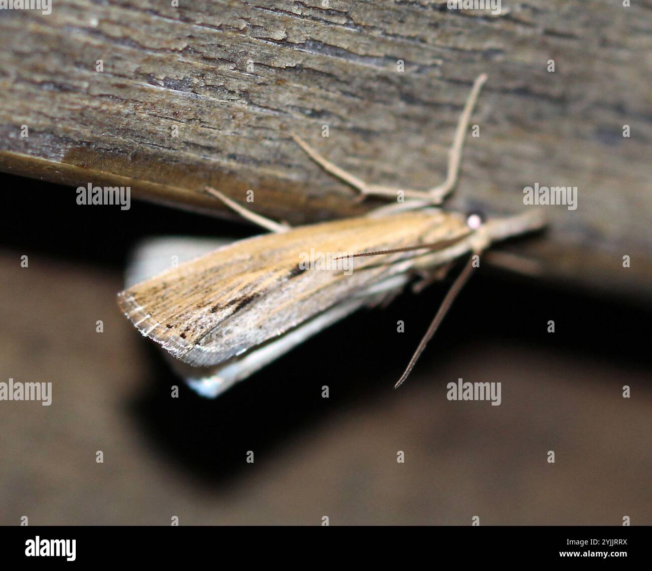 Sod Webworm Moth (Pediasia trisecta Stock Photo - Alamy