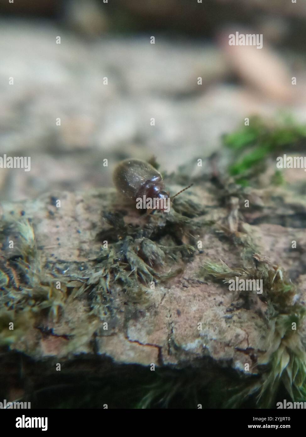 Water, Rove, Scarab, Long-horned, Leaf, and Snout Beetles (Polyphaga ...
