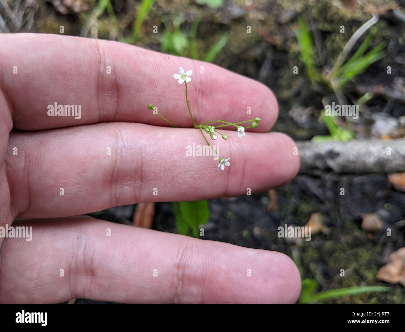 seaside brookweed (Samolus parviflorus Stock Photo - Alamy