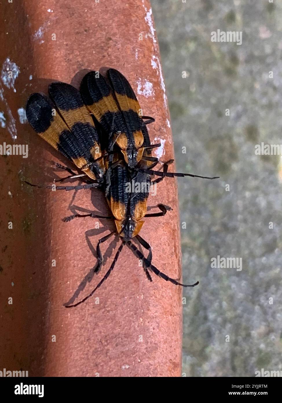 Reticulated net winged beetle hi-res stock photography and images - Alamy