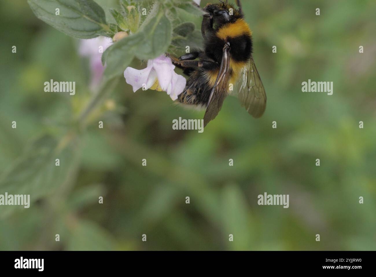 Garden Bumble Bee (Bombus hortorum Stock Photo - Alamy