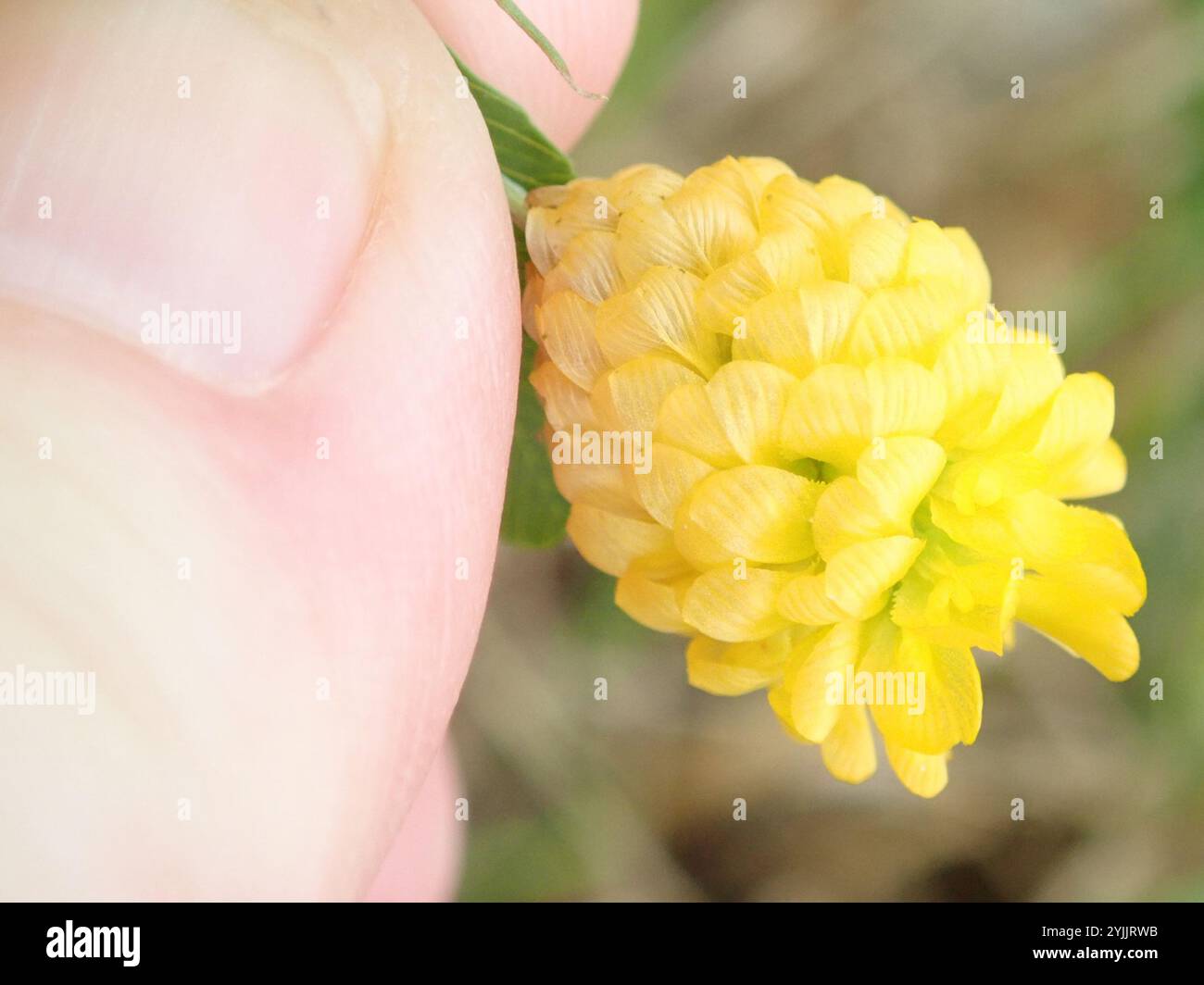 Large hop clover hi-res stock photography and images - Alamy