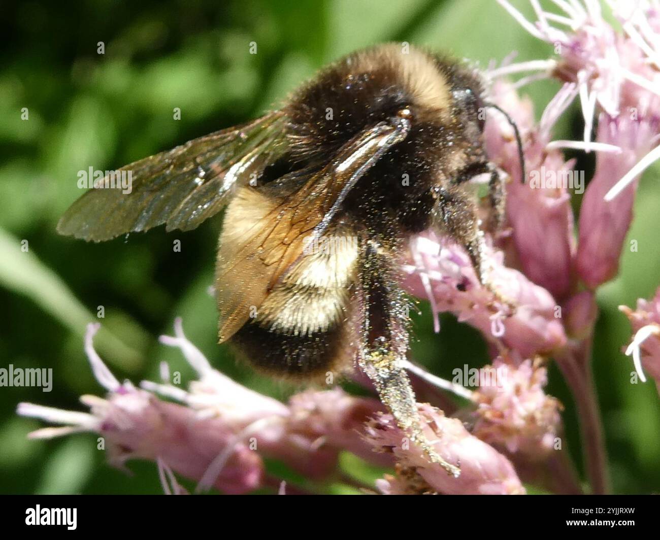 Yellow-banded Bumble Bee (Bombus terricola Stock Photo - Alamy