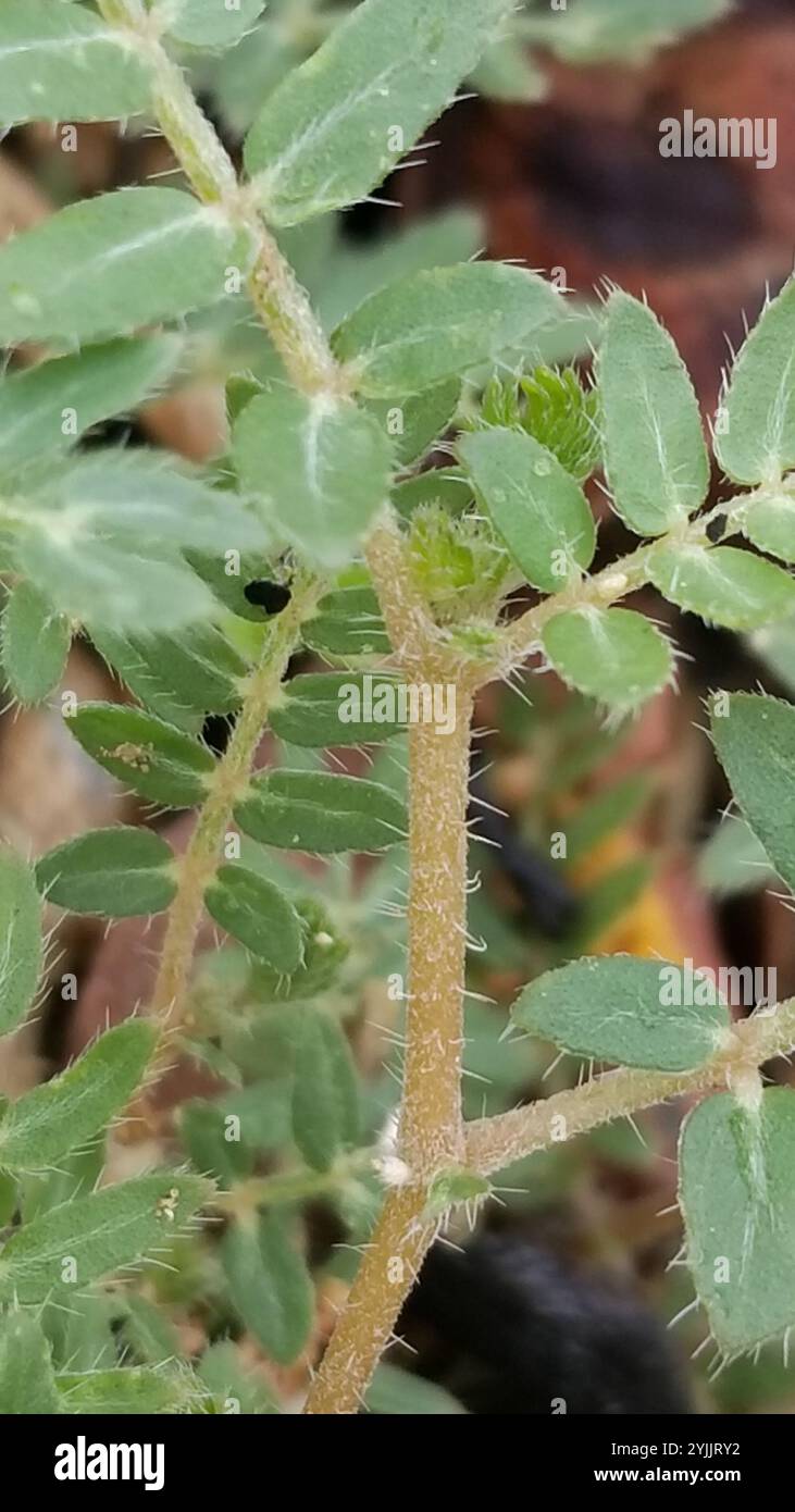puncture vine (Tribulus terrestris Stock Photo - Alamy