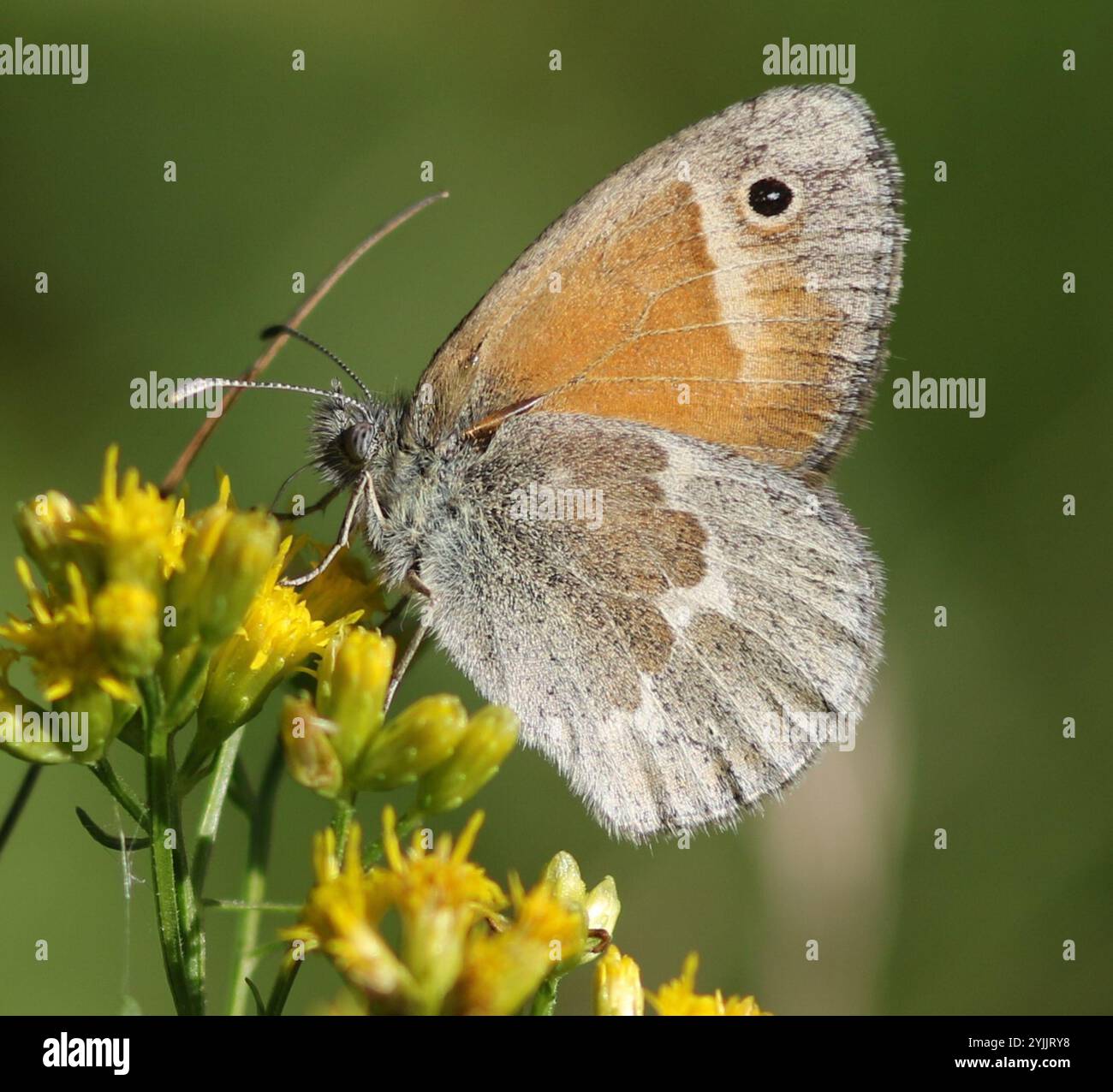 Common Ringlet (Coenonympha california Stock Photo - Alamy