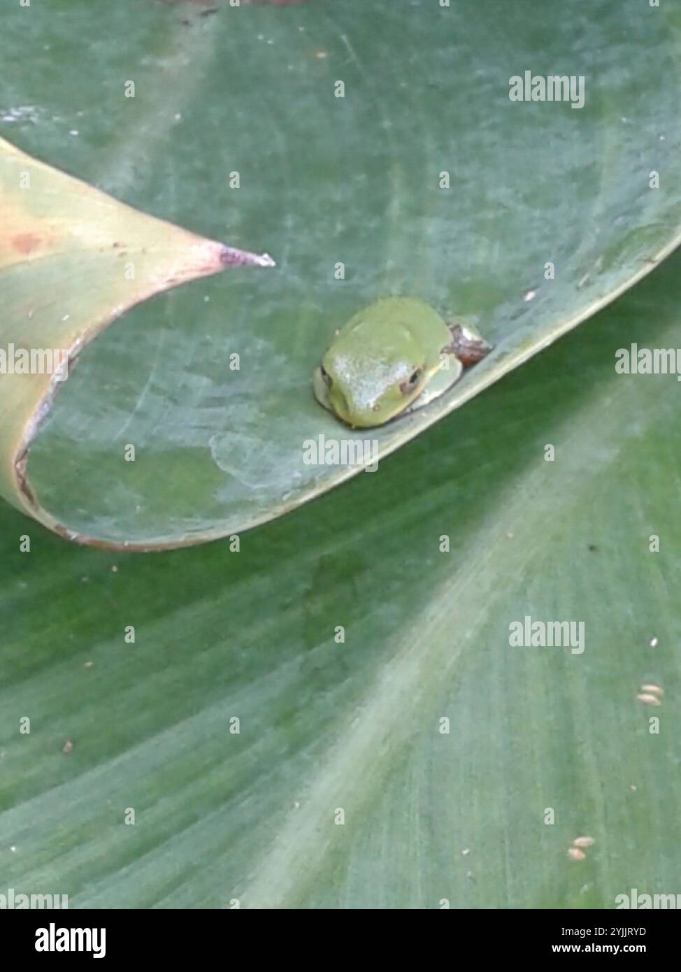 Barking Treefrog (Hyla gratiosa Stock Photo - Alamy