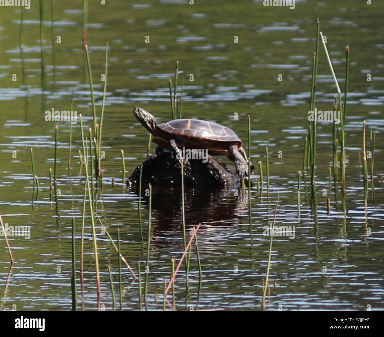 Painted Turtle (Chrysemys picta Stock Photo - Alamy