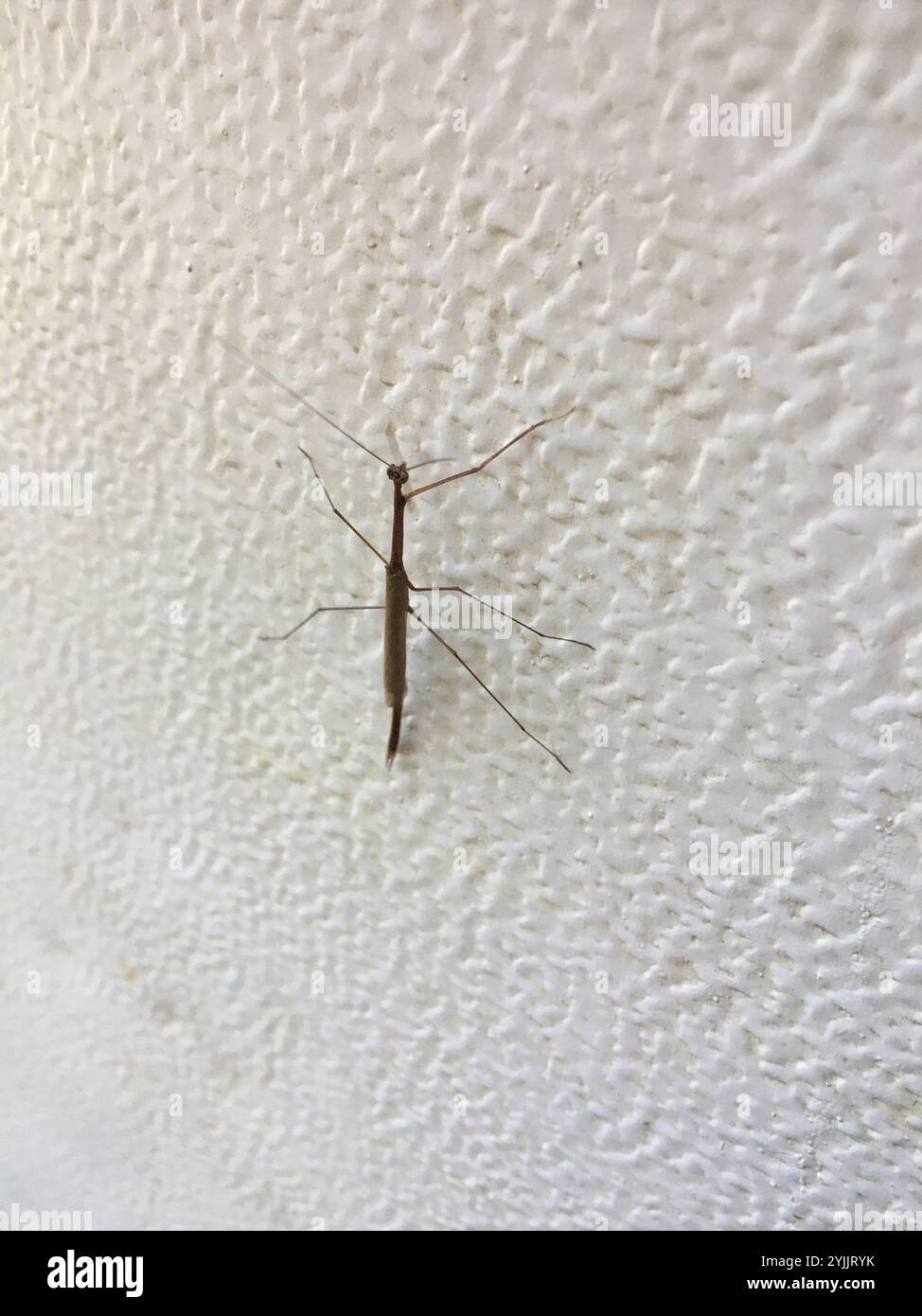 American Grass Mantis (Thesprotia graminis Stock Photo - Alamy