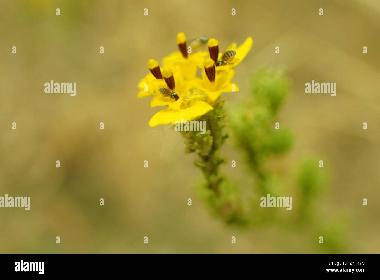 Pit-gland Tarweed (Holocarpha virgata Stock Photo - Alamy