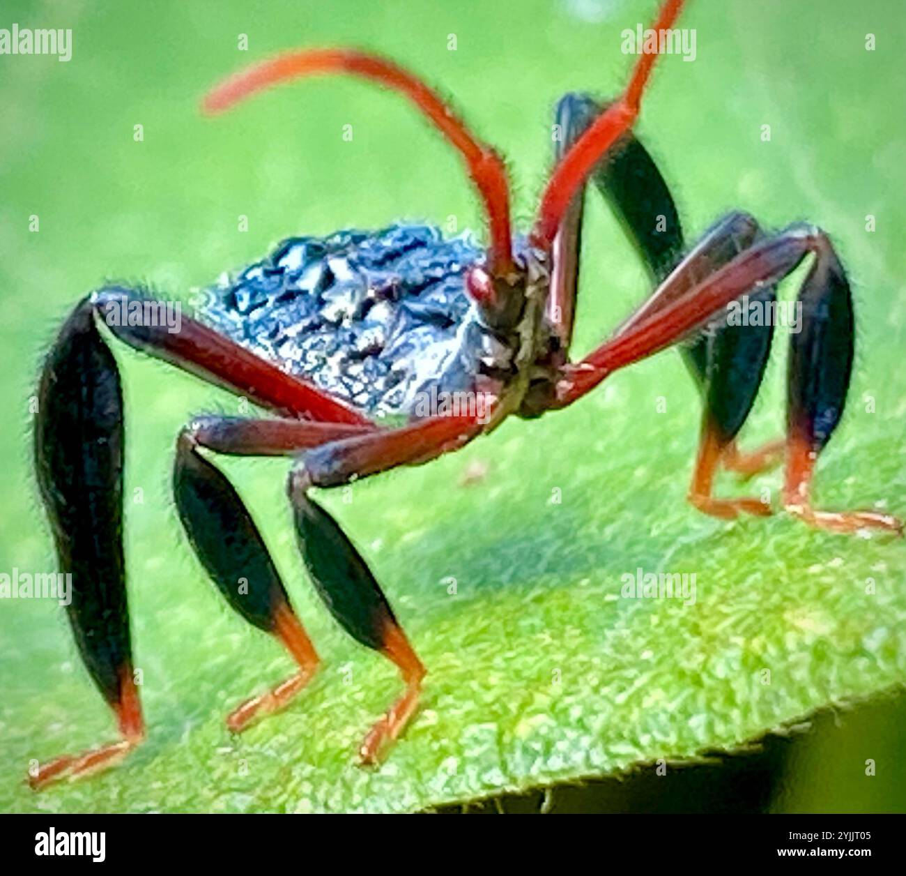 Spine-headed Bugs (Acanthocephala Stock Photo - Alamy