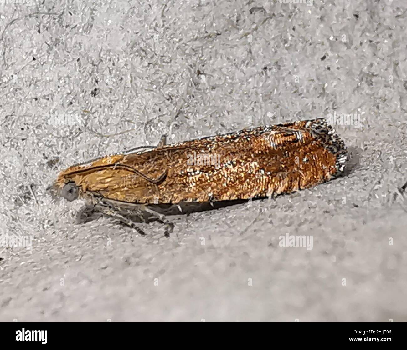 Red Piercer (Lathronympha strigana Stock Photo - Alamy