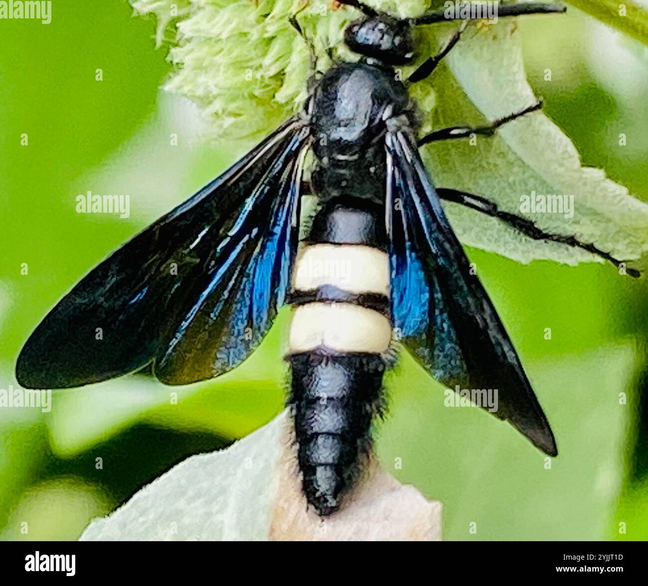 Double-banded Scoliid Wasp (Scolia bicincta Stock Photo - Alamy
