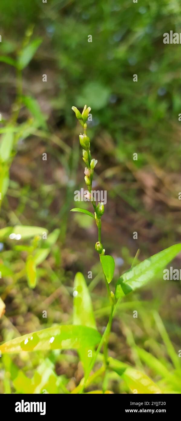waterpepper (Persicaria hydropiper Stock Photo - Alamy