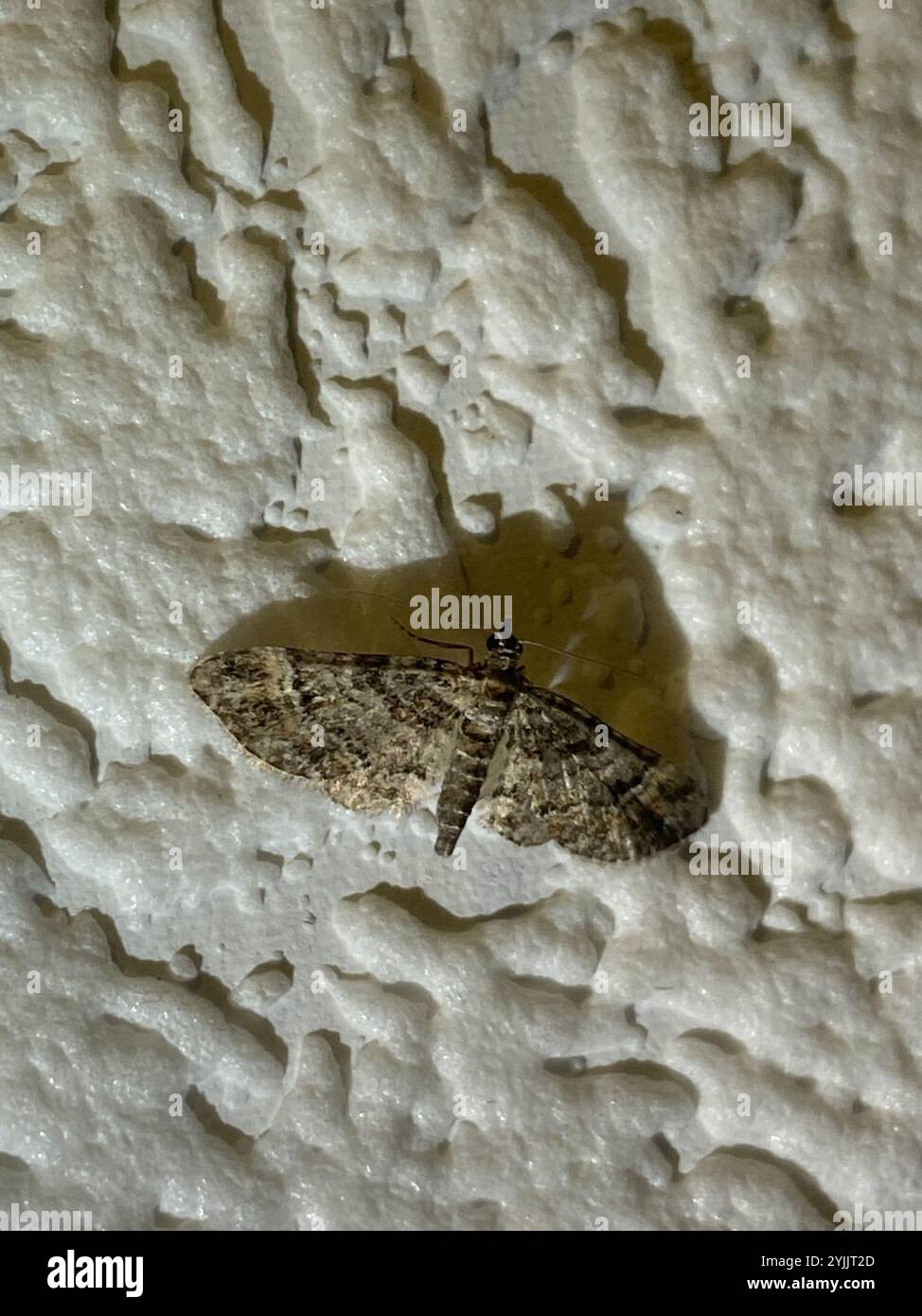 Double-striped Pug (Gymnoscelis rufifasciata Stock Photo - Alamy