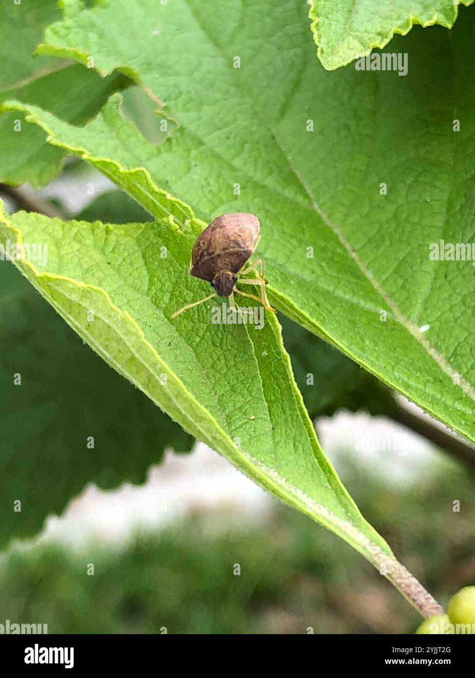 Brown Stink Bug (Euschistus servus Stock Photo - Alamy