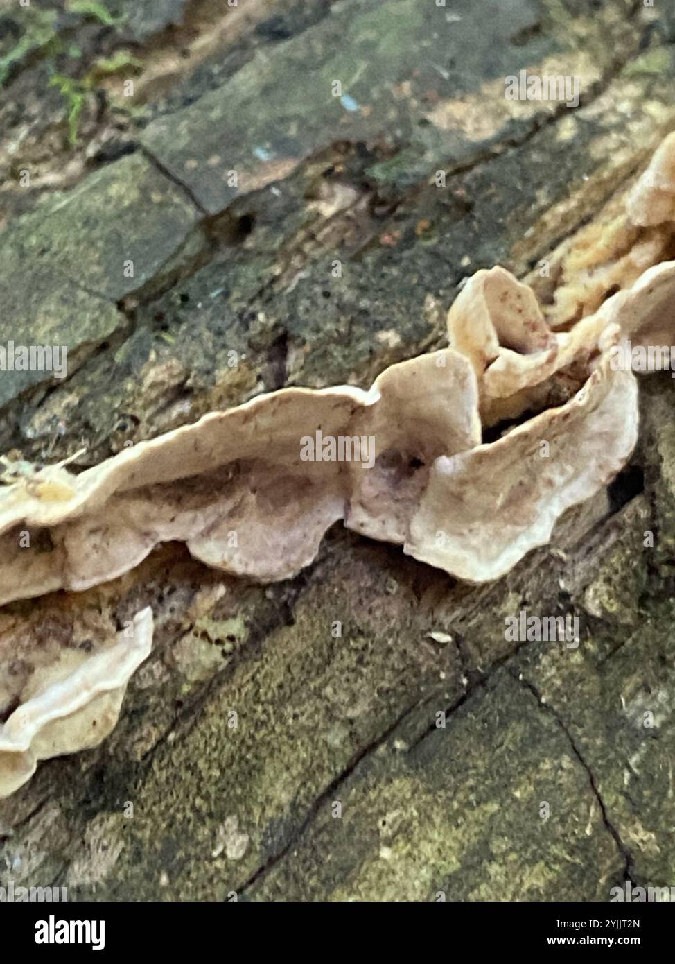 shelf fungi (Polyporales Stock Photo - Alamy