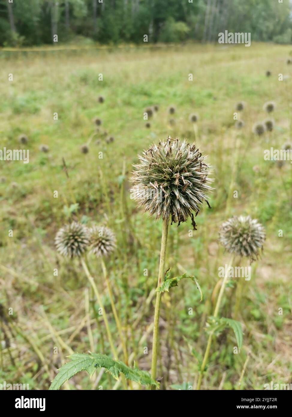 Echinops exaltatus hi-res stock photography and images - Alamy