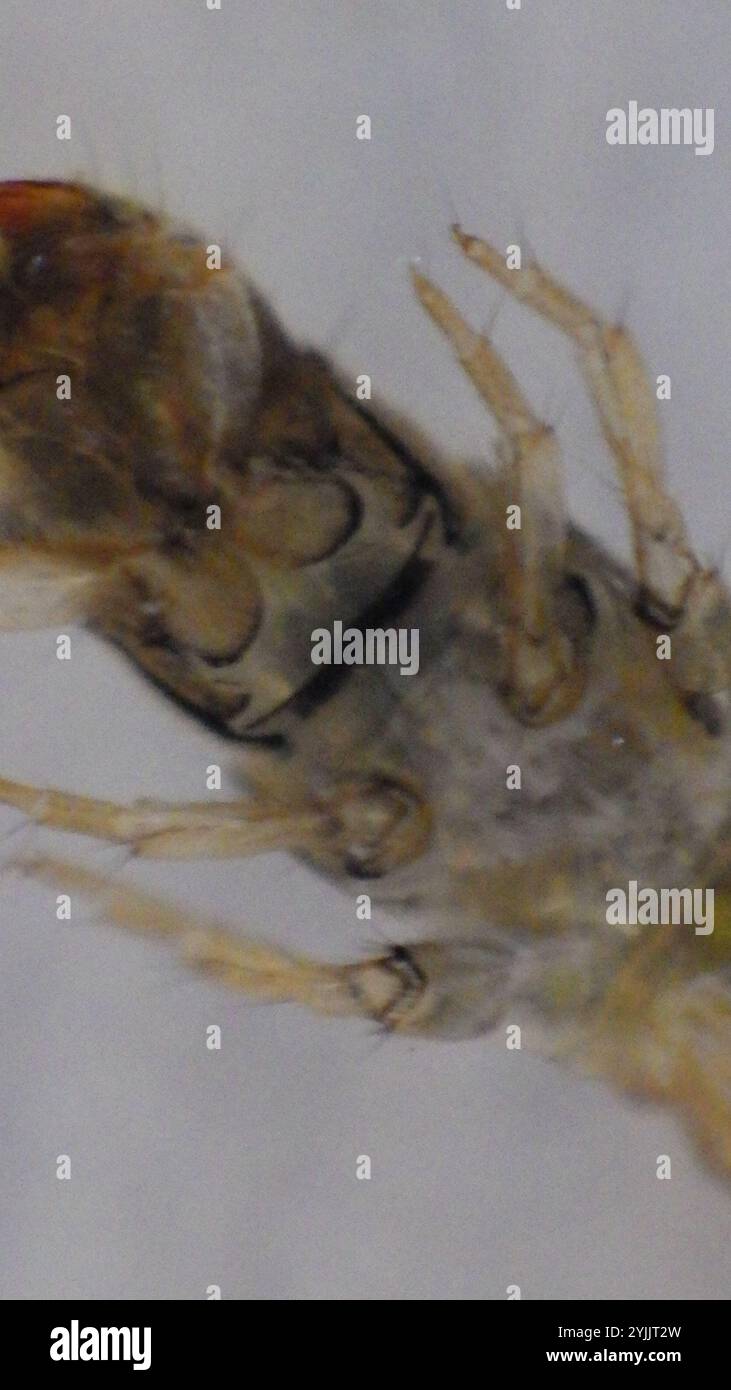 Little Sister Sedges (Cheumatopsyche Stock Photo - Alamy