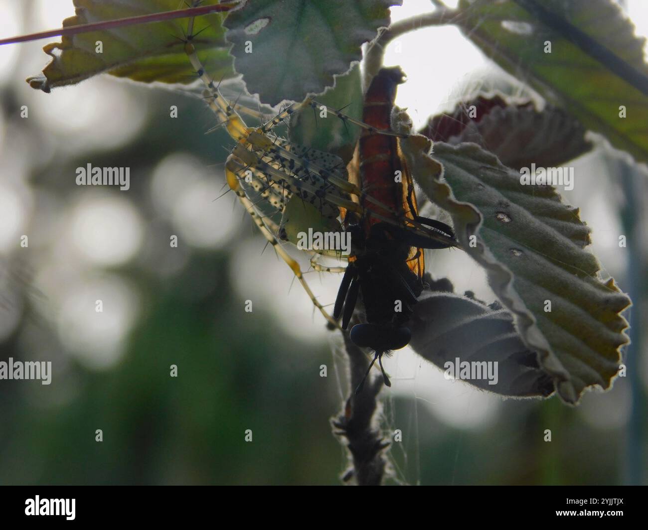 Mydas maculiventris hi-res stock photography and images - Alamy