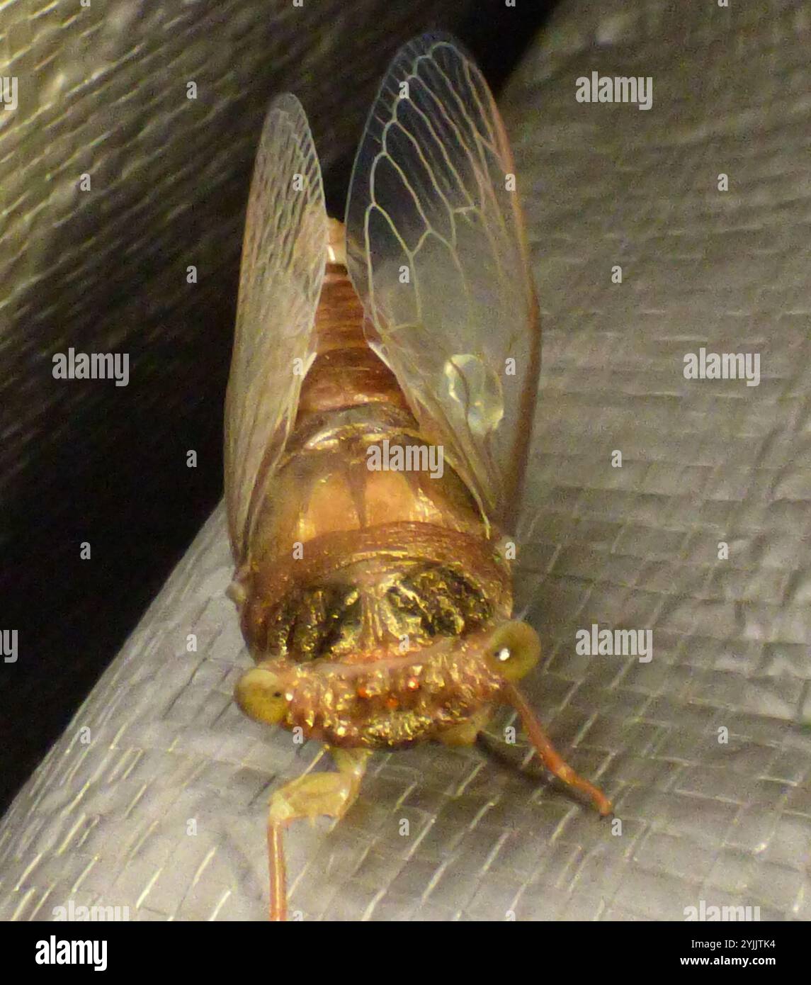 Typical Cicadas (Cicadidae Stock Photo - Alamy