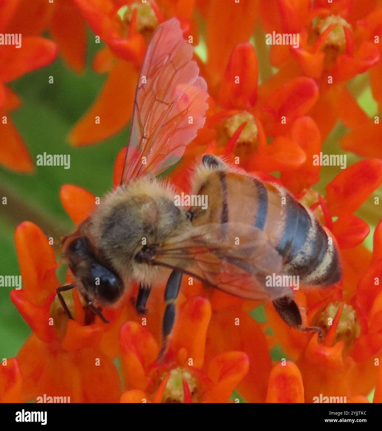 Western Honey Bee (Apis mellifera Stock Photo - Alamy