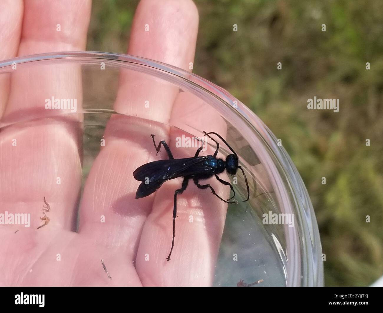 Nearctic blue mud dauber hi-res stock photography and images - Alamy