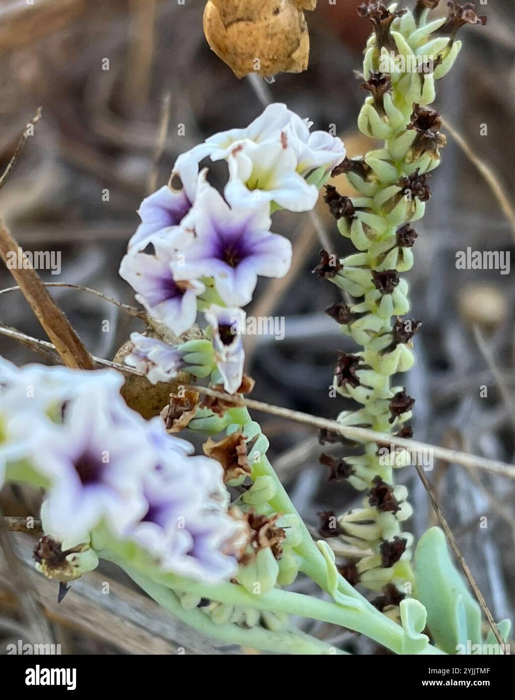 Heliotropium curassavicum hi-res stock photography and images - Alamy