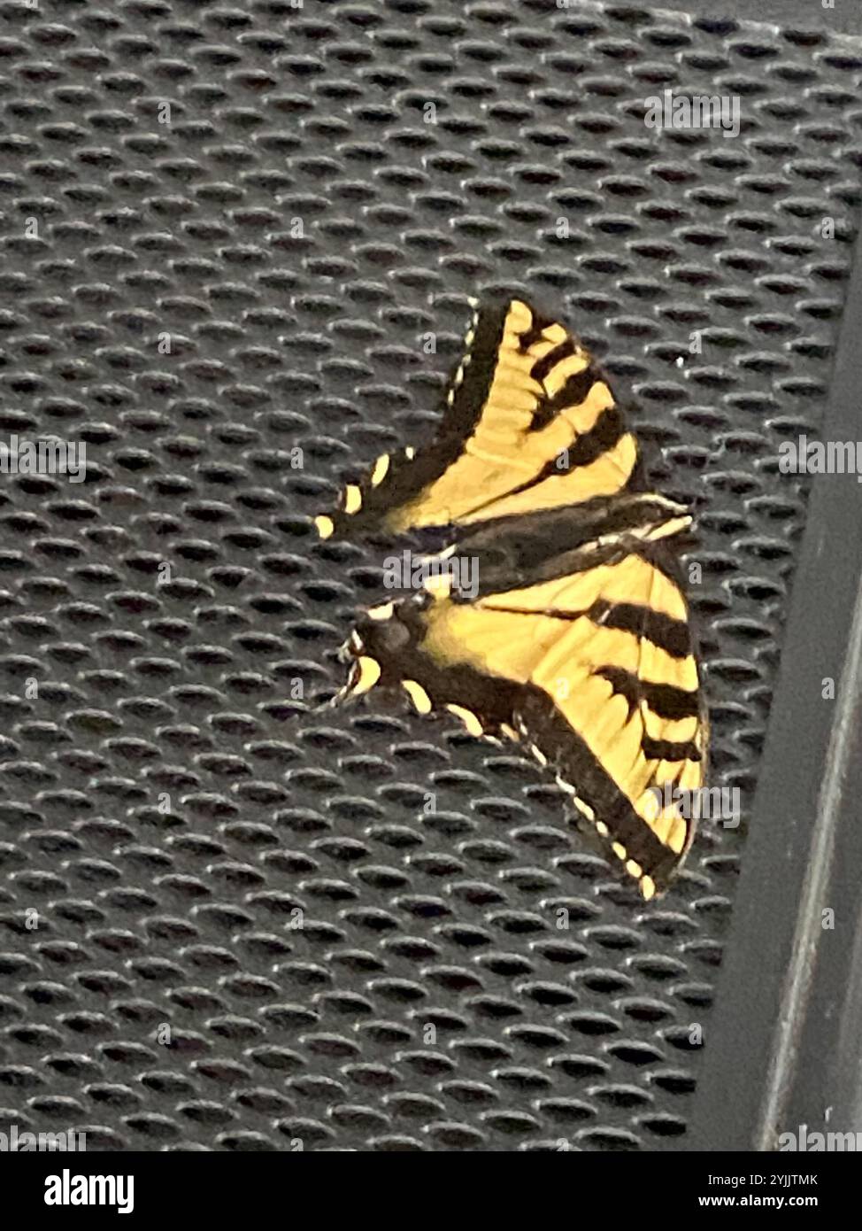 Western Tiger Swallowtail (Papilio rutulus Stock Photo - Alamy