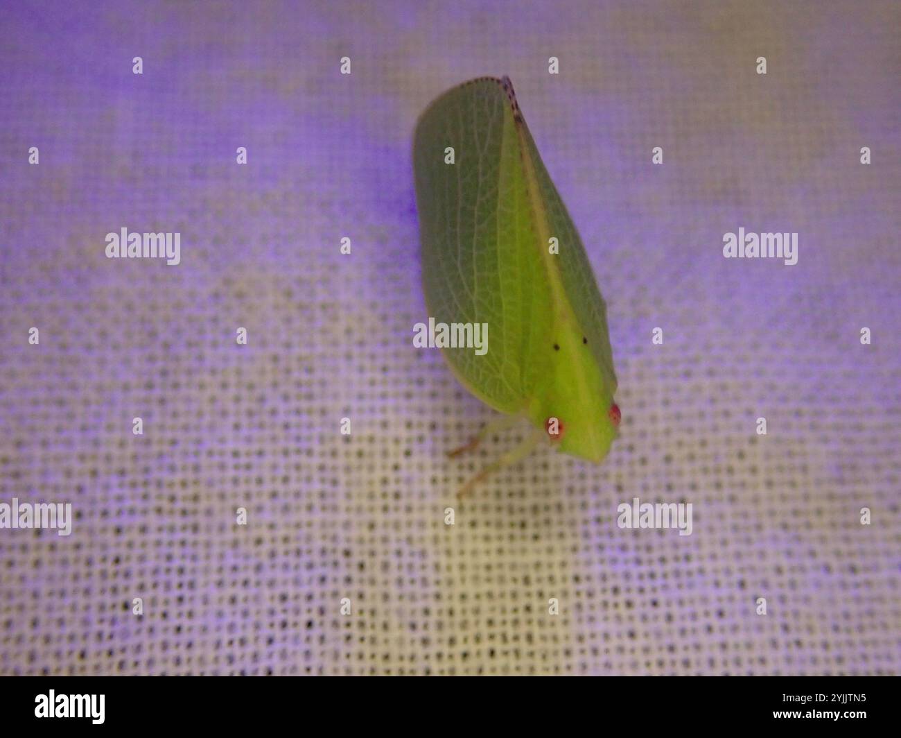 Green Cone-headed Planthopper (Acanalonia conica Stock Photo - Alamy
