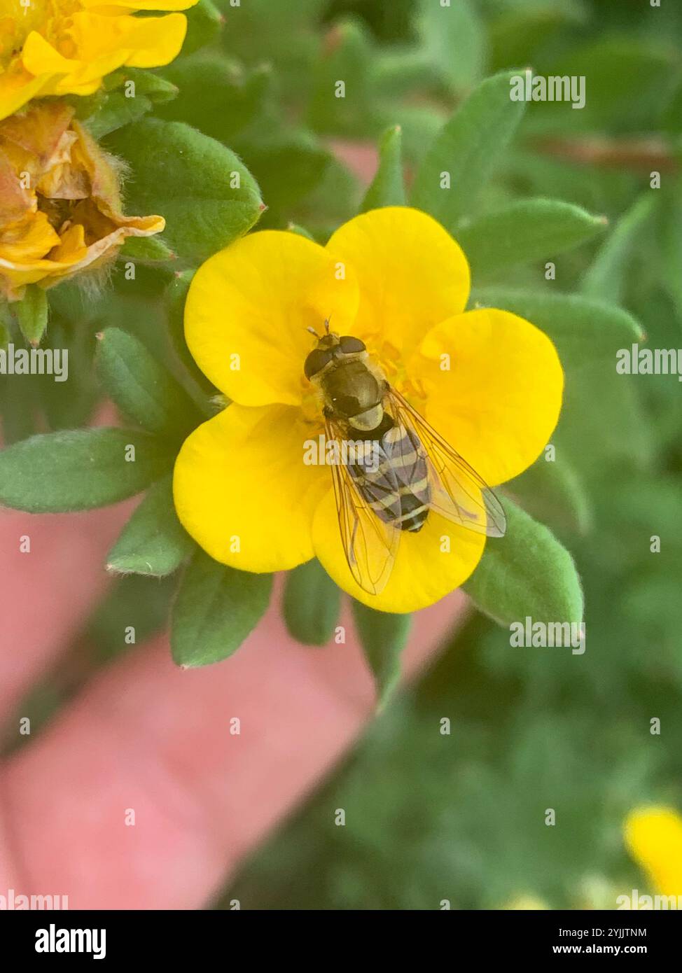 Common Flower Flies (Syrphus Stock Photo - Alamy
