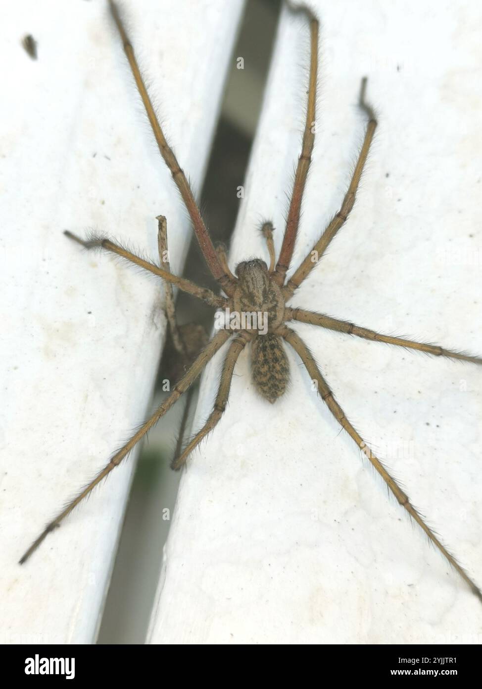 Eratigena duellica giant house hi-res stock photography and images - Alamy