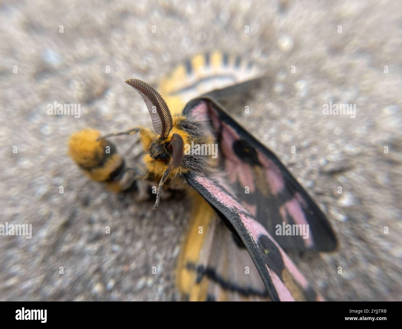 Western Sheep Moth (Hemileuca eglanterina Stock Photo - Alamy