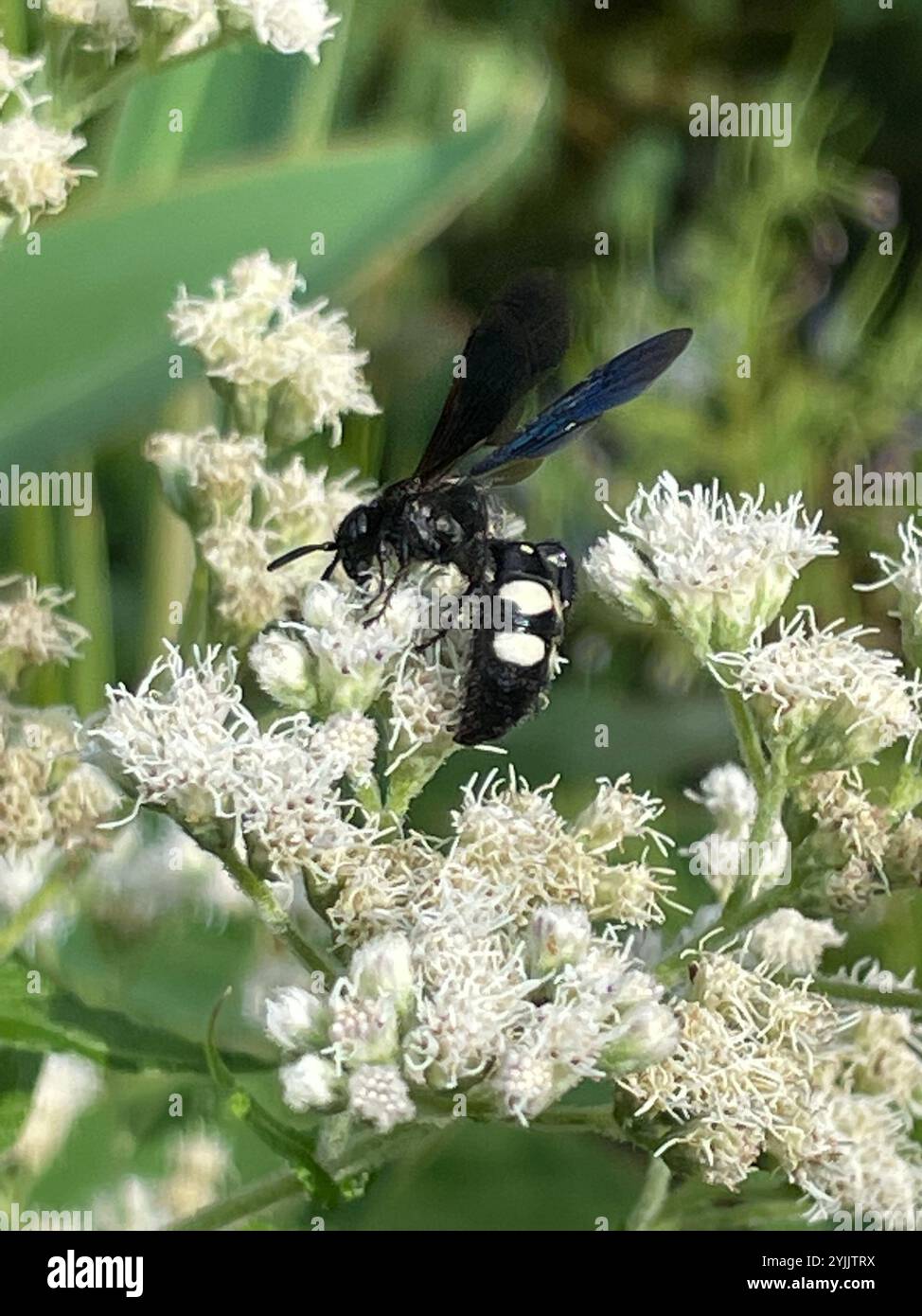 Double-banded Scoliid Wasp (Scolia bicincta Stock Photo - Alamy