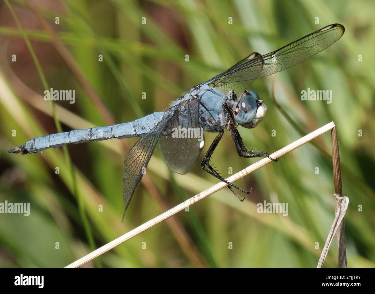 Comanche Skimmer (Libellula comanche Stock Photo - Alamy