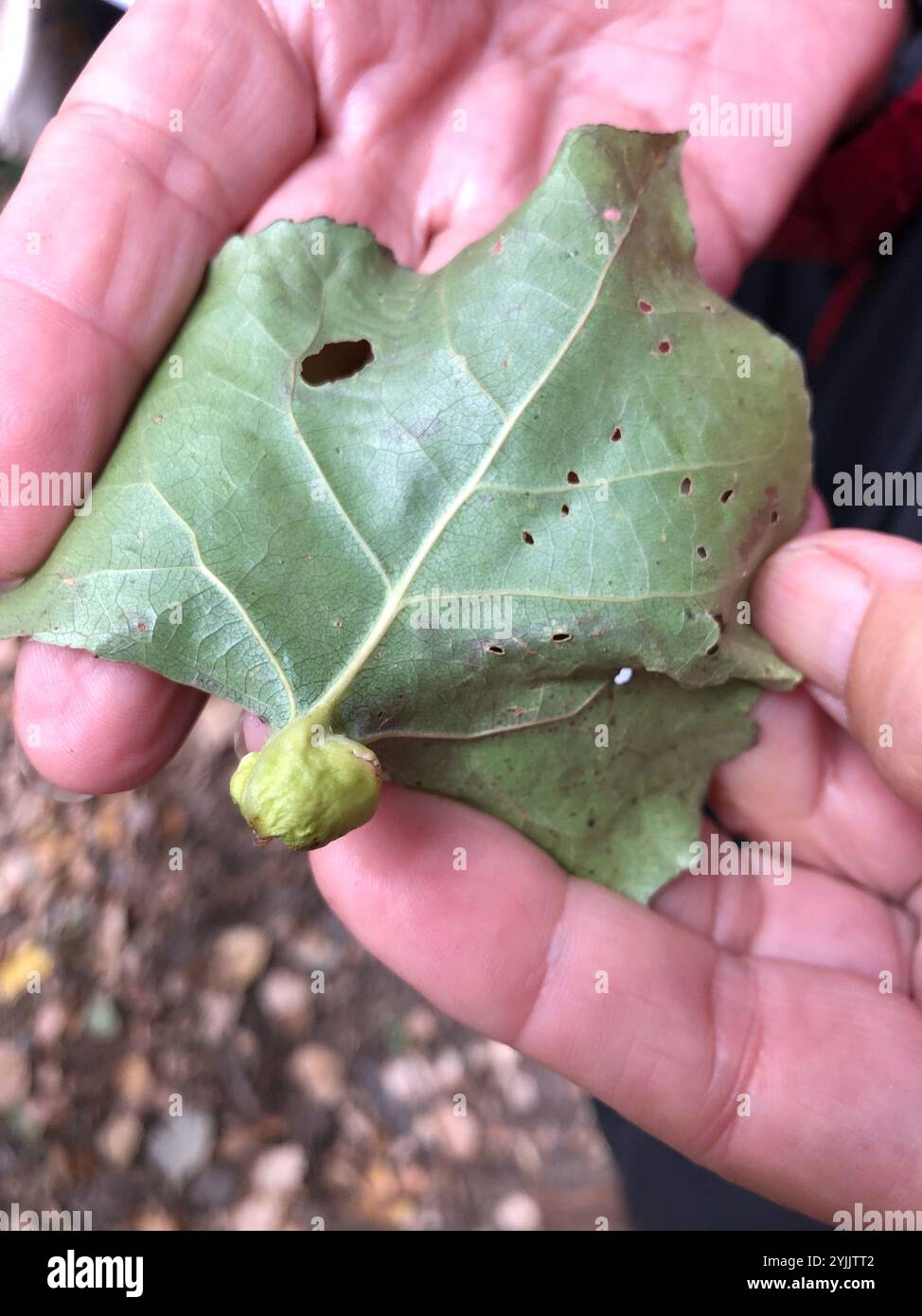 Cherubic Poplar Petiole-gall Aphid (Pemphigus obesinymphae Stock Photo ...