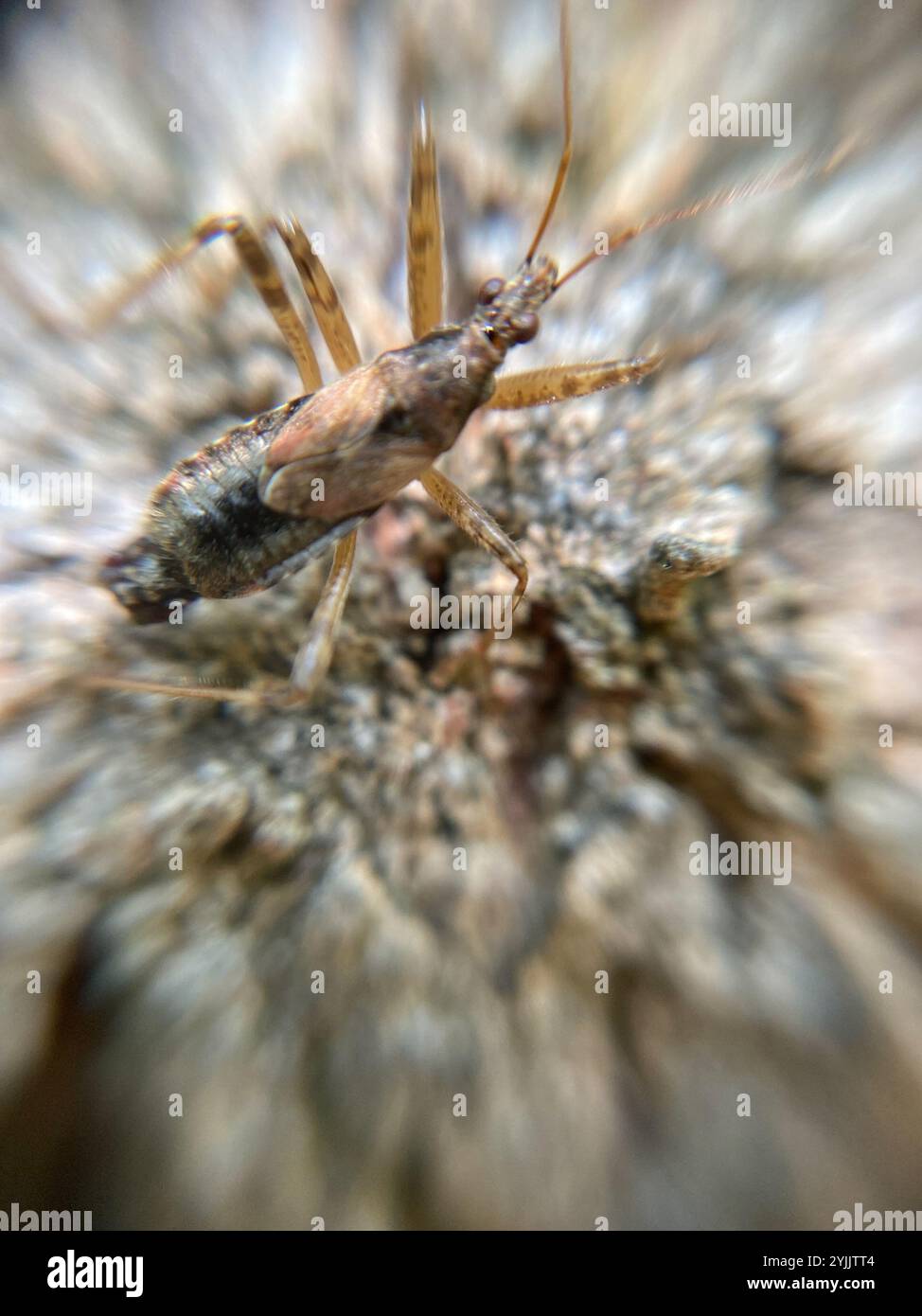 Tree Damsel Bug (Himacerus apterus Stock Photo - Alamy