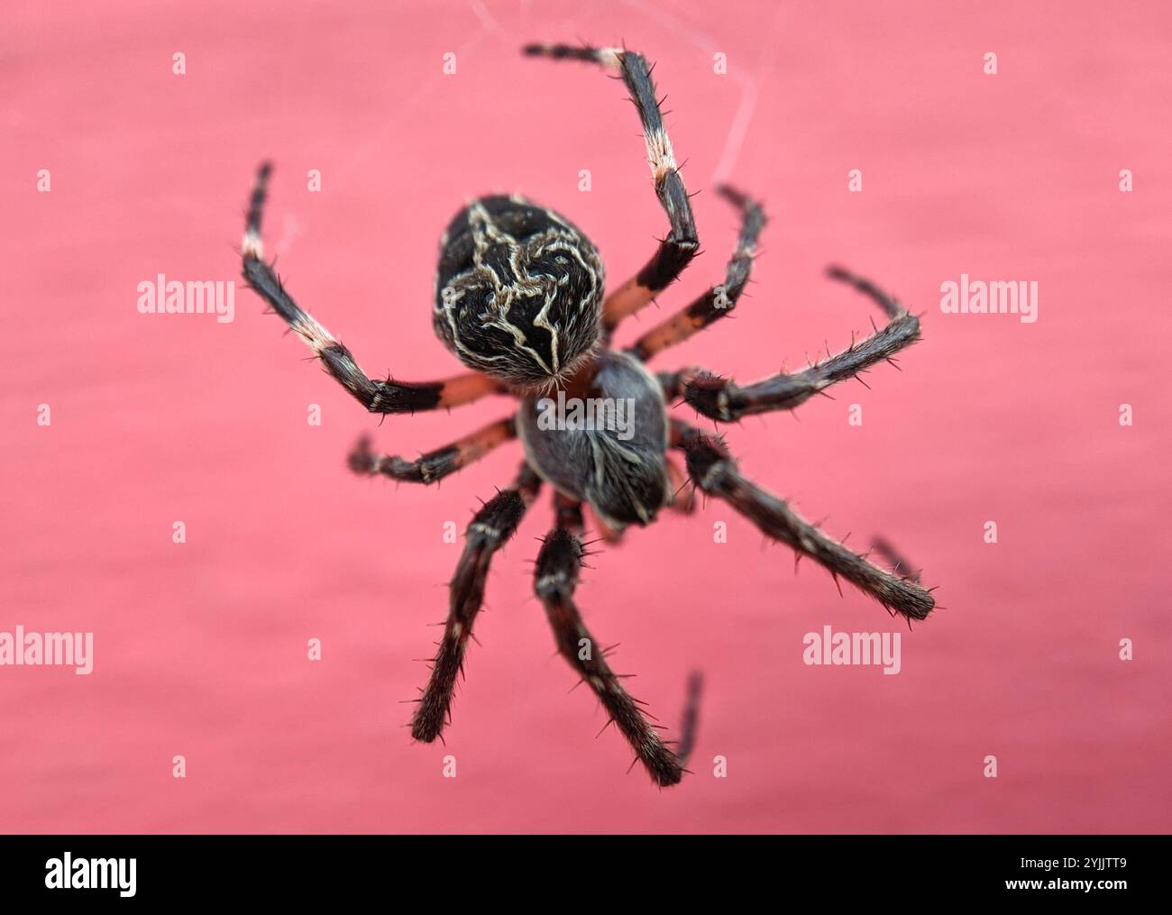 Grey Cross Spider (Larinioides sclopetarius Stock Photo - Alamy