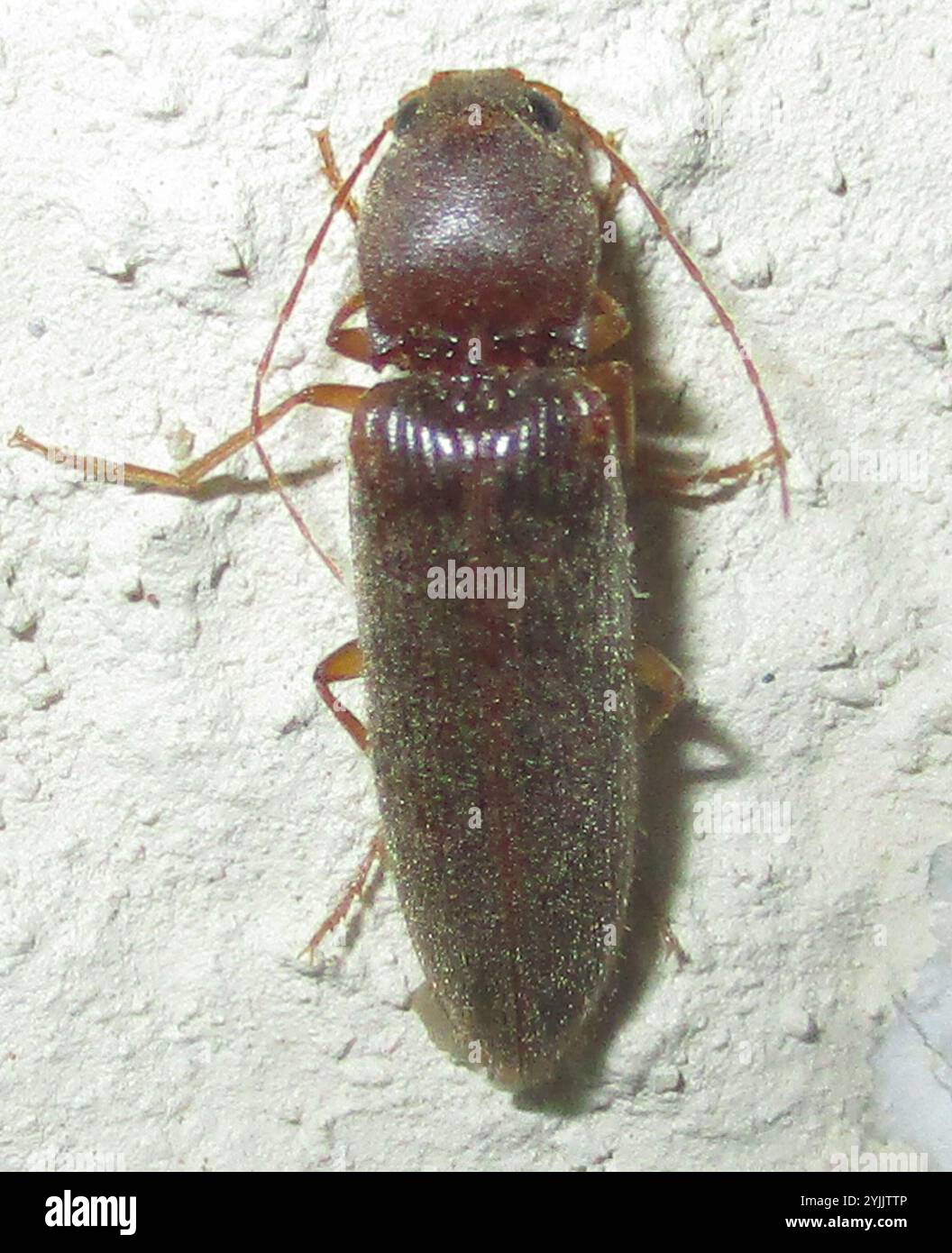 Click Beetles (Elateridae Stock Photo - Alamy