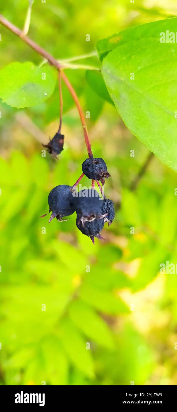 Dwarf Serviceberry (Amelanchier × spicata Stock Photo - Alamy