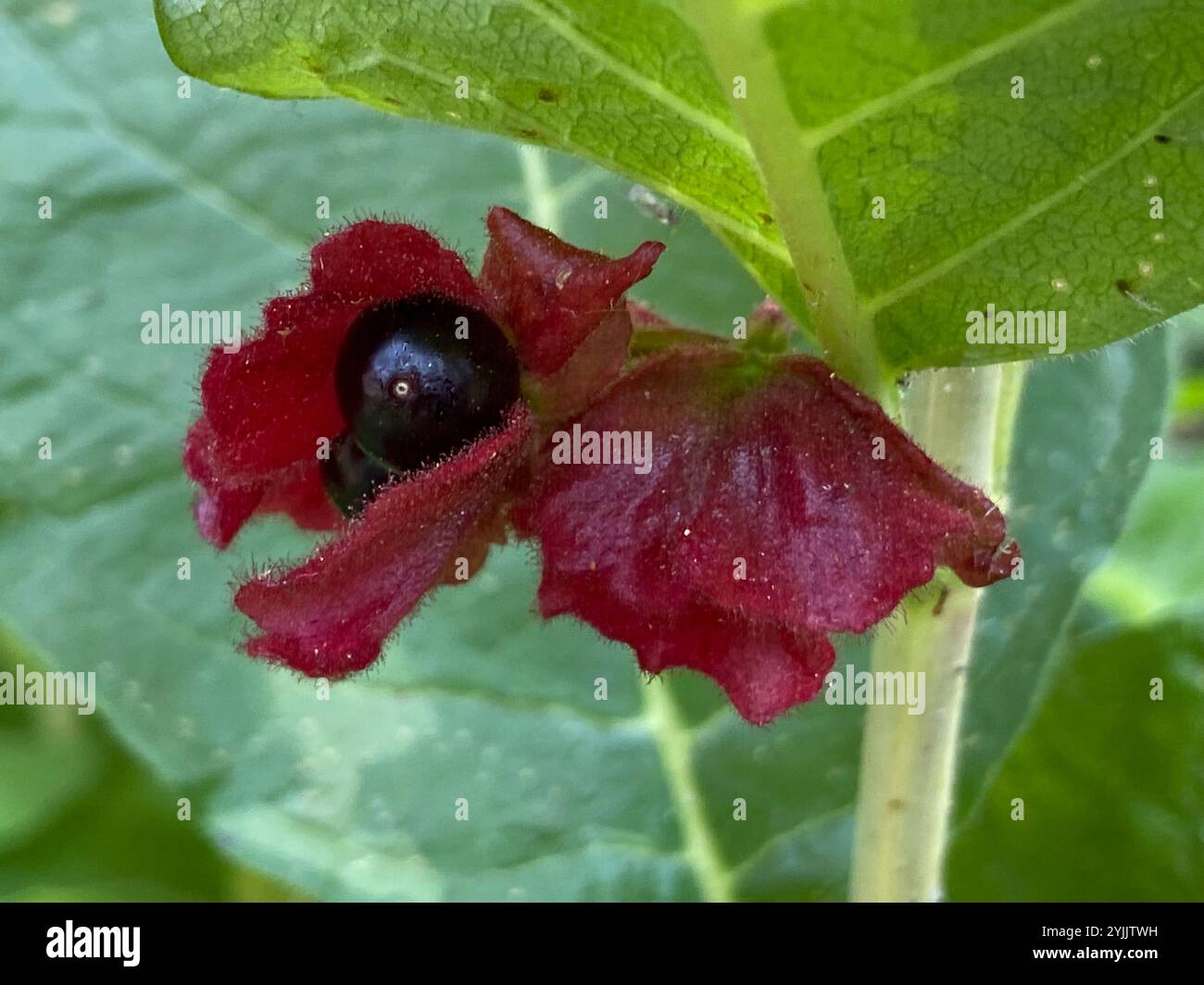twinberry honeysuckle (Lonicera involucrata Stock Photo - Alamy